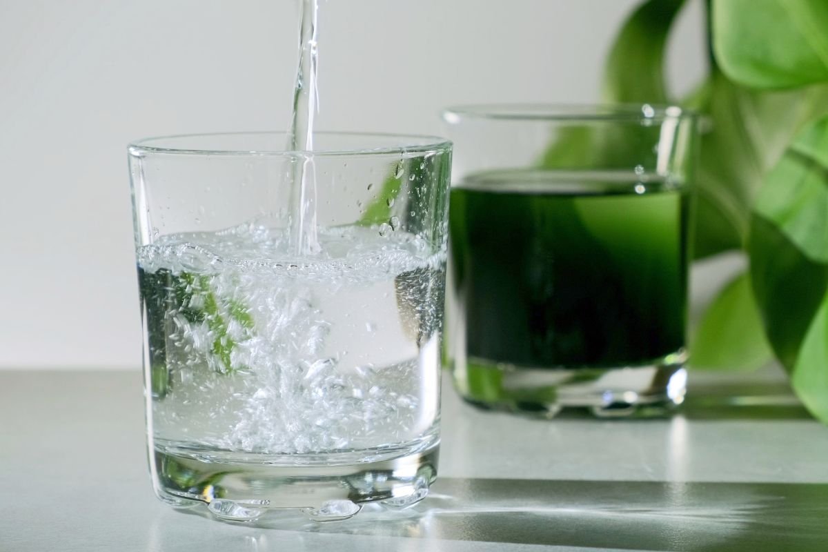 Chlorofilas – sveikatai. Kaip pasigaminti iš pušų spyglių?